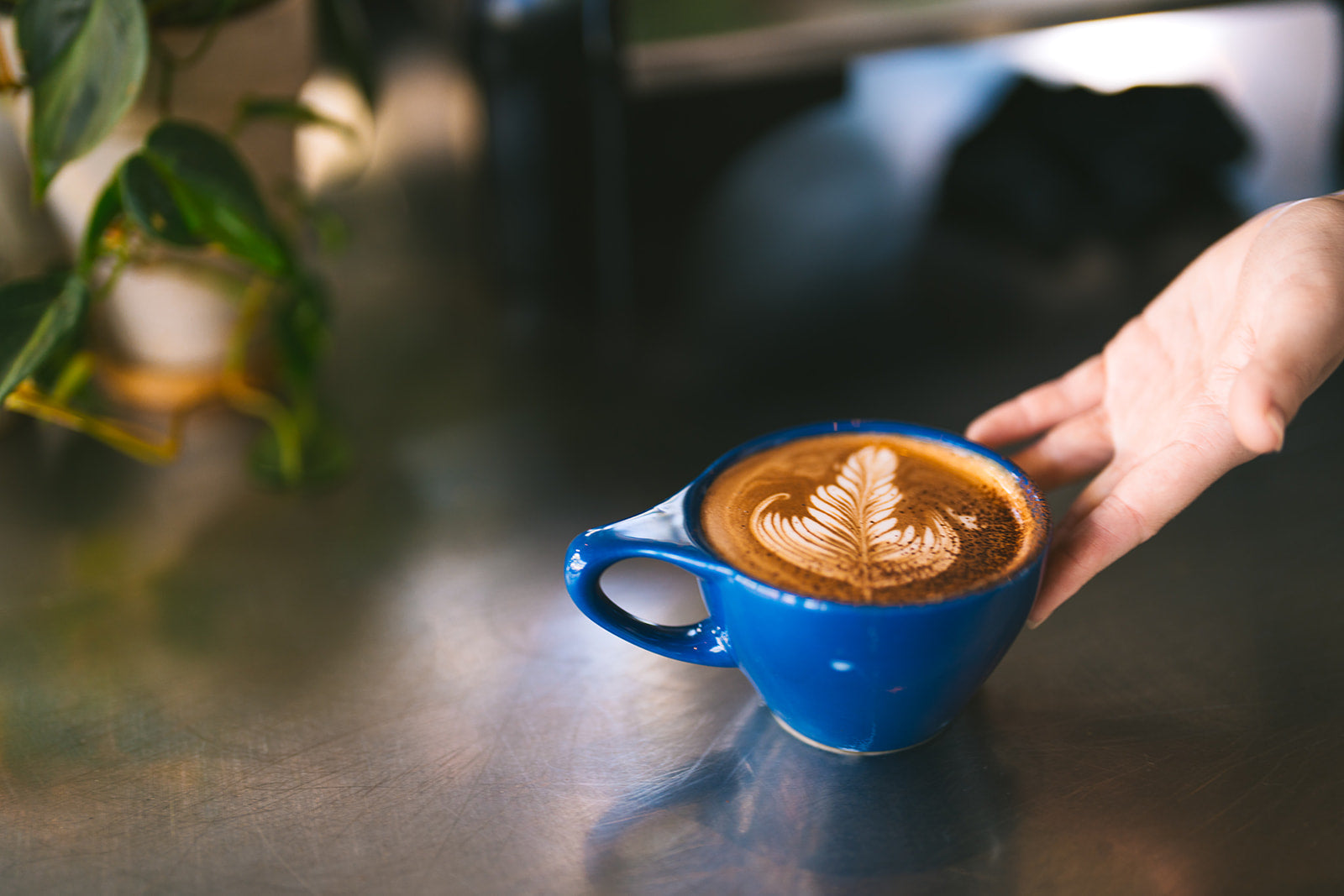 Zoka Coffee Roasters – Zoka Coffee Company