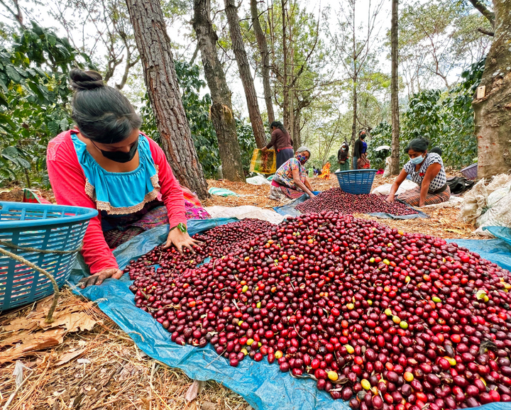 Zoka Coffee Roasters – Zoka Coffee Company